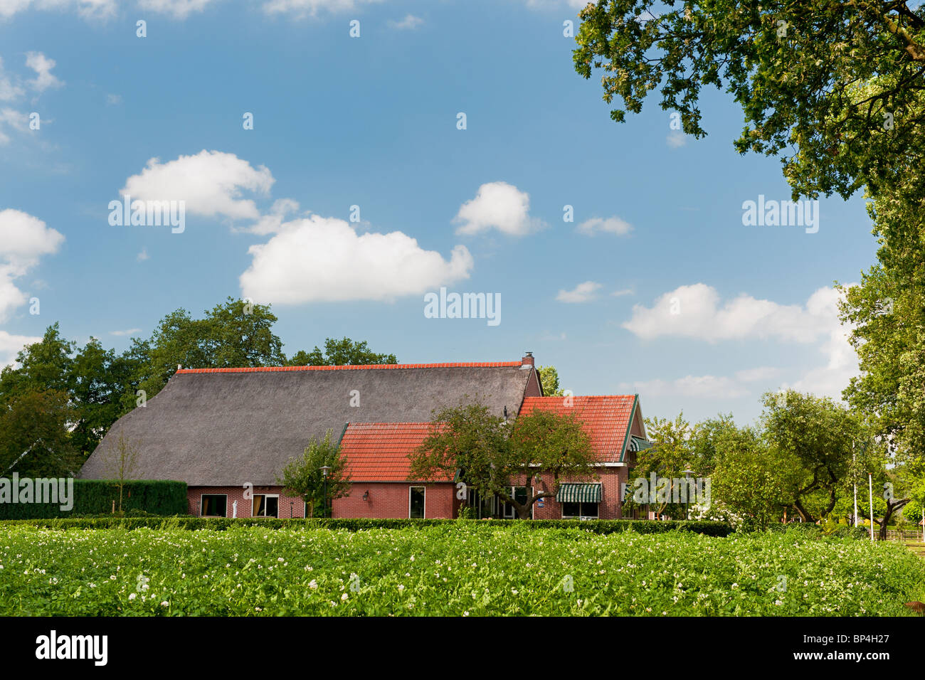 farm house in landscape with potatoes in agriculture fields Stock Photo ...