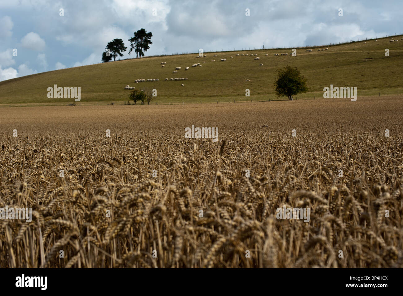 Harvest crops hi-res stock photography and images - Alamy