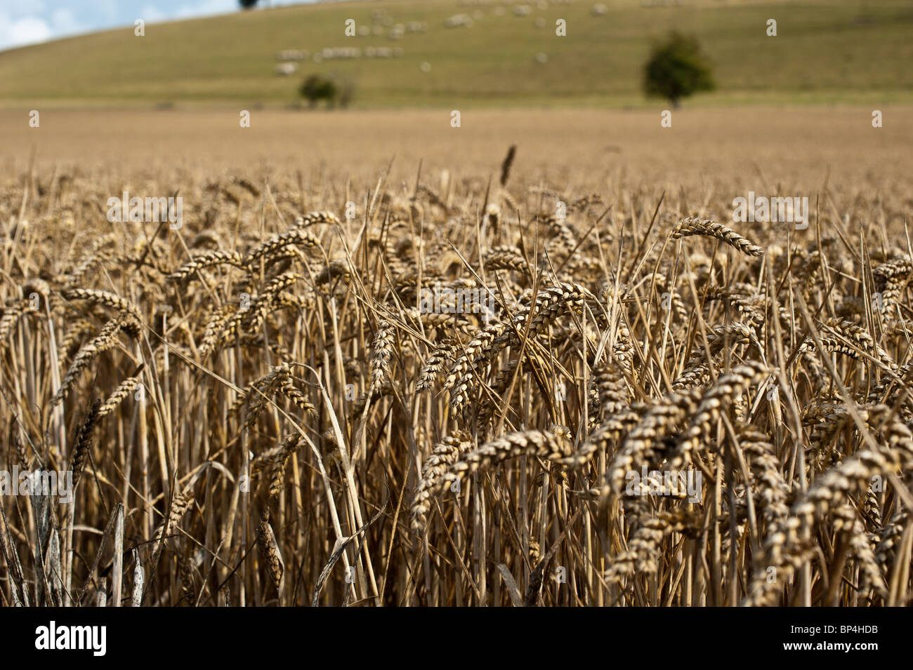Ripe wheat crops ready to harvest in Hampshire Stock Photo - Alamy