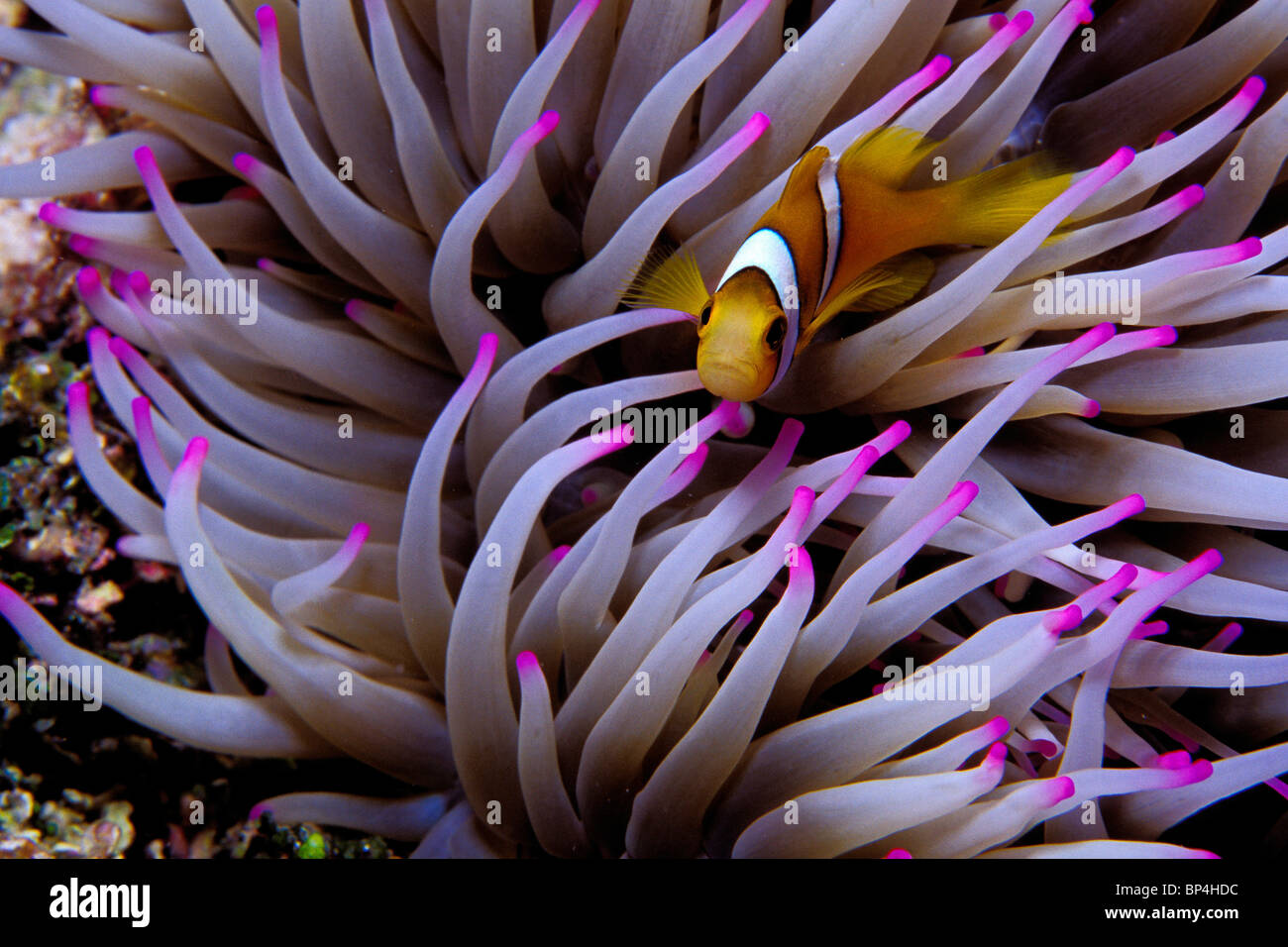 Clown anemonefish, Amphiprion percula, Tuamotus, French Polynesia ...