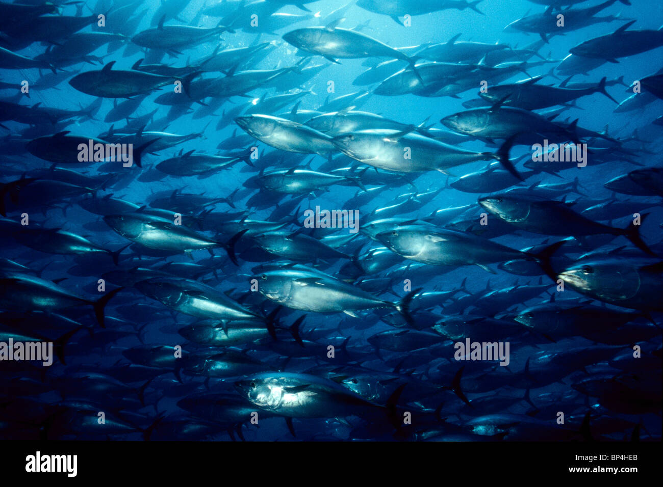 Northern Bluefin tuna, Thunnus thynnus, Mexico, Pacific Ocean, captive ...