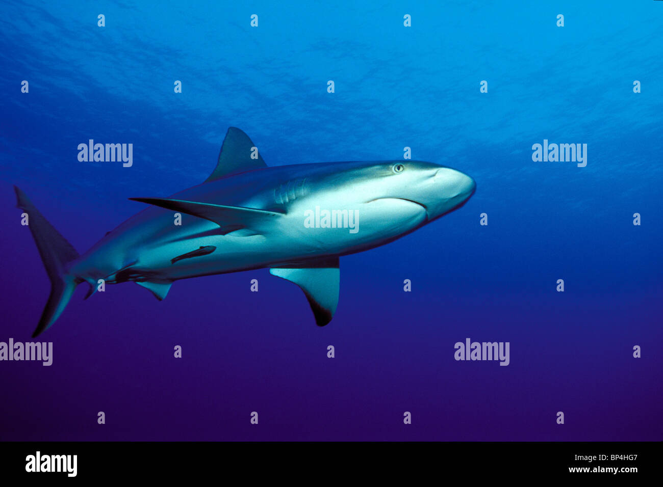 Gray reef shark, Carcharhinus amblyrhynchos, Fiji, Pacific Ocean Stock ...