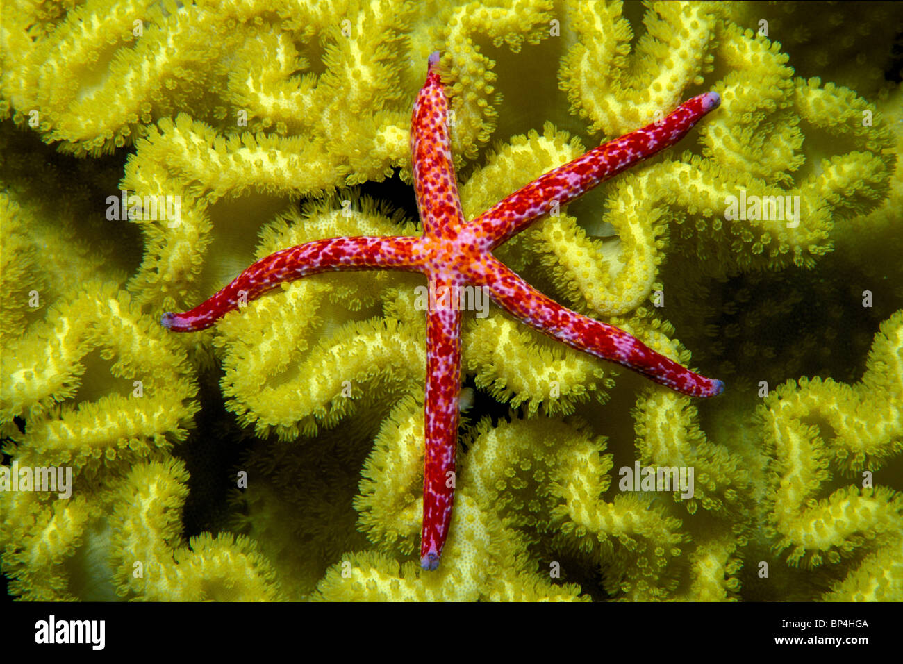 Sea star, Linckia multiflora, Fiji, Pacific Ocean Stock Photo - Alamy