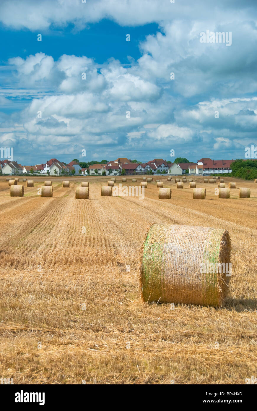 Bales of hay in a corn field ready for collection Stock Photo - Alamy
