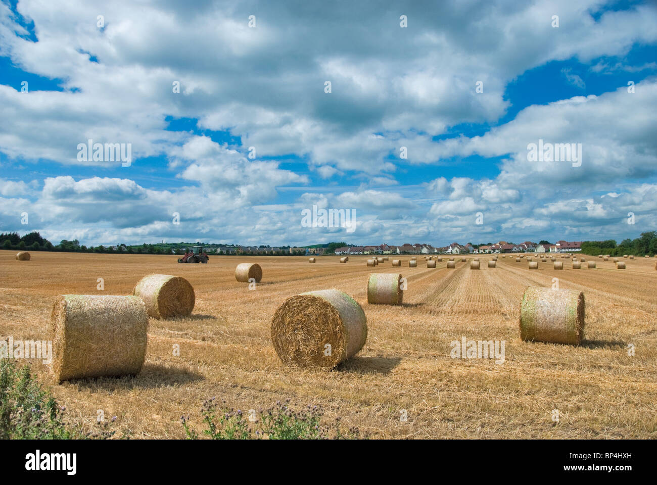 Bales of hay in a corn field ready for collection Stock Photo - Alamy