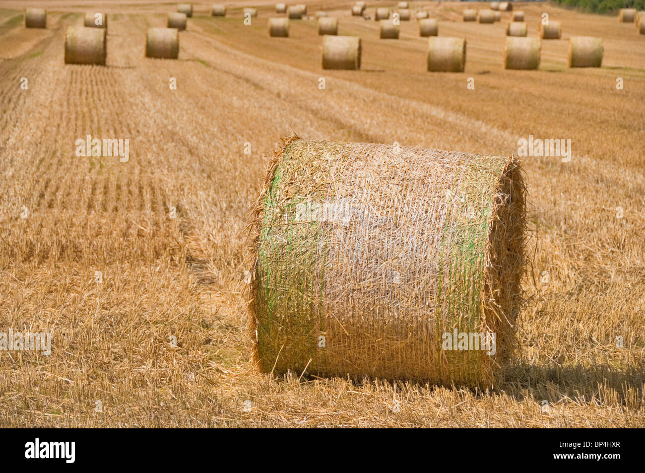 Bales of hay in a corn field ready for collection Stock Photo - Alamy