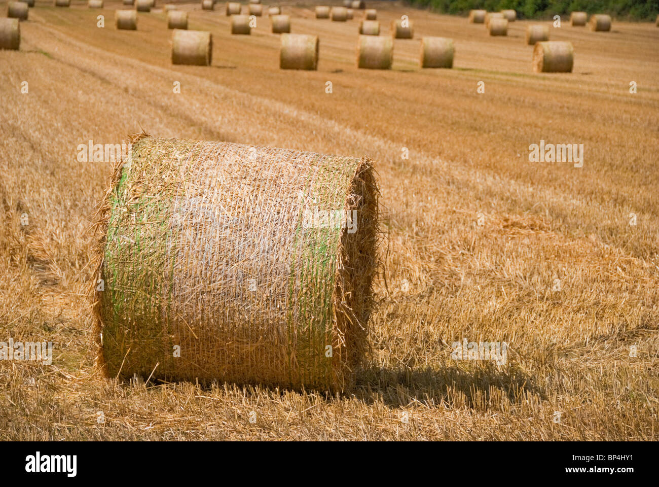 Bales of hay in a corn field ready for collection Stock Photo - Alamy