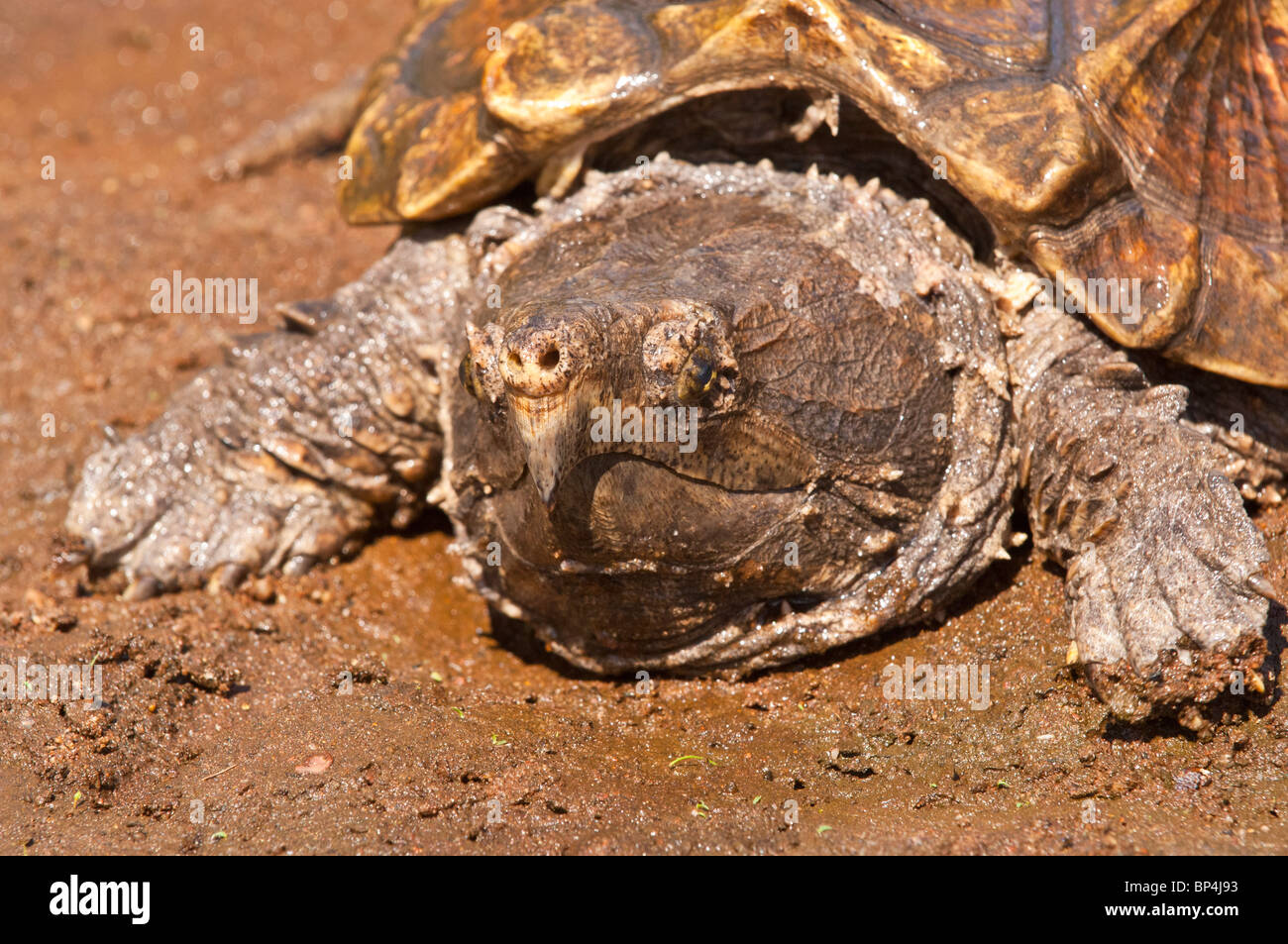 Alligator snapping turtle, Macrochemys temminckii, native to southern ...