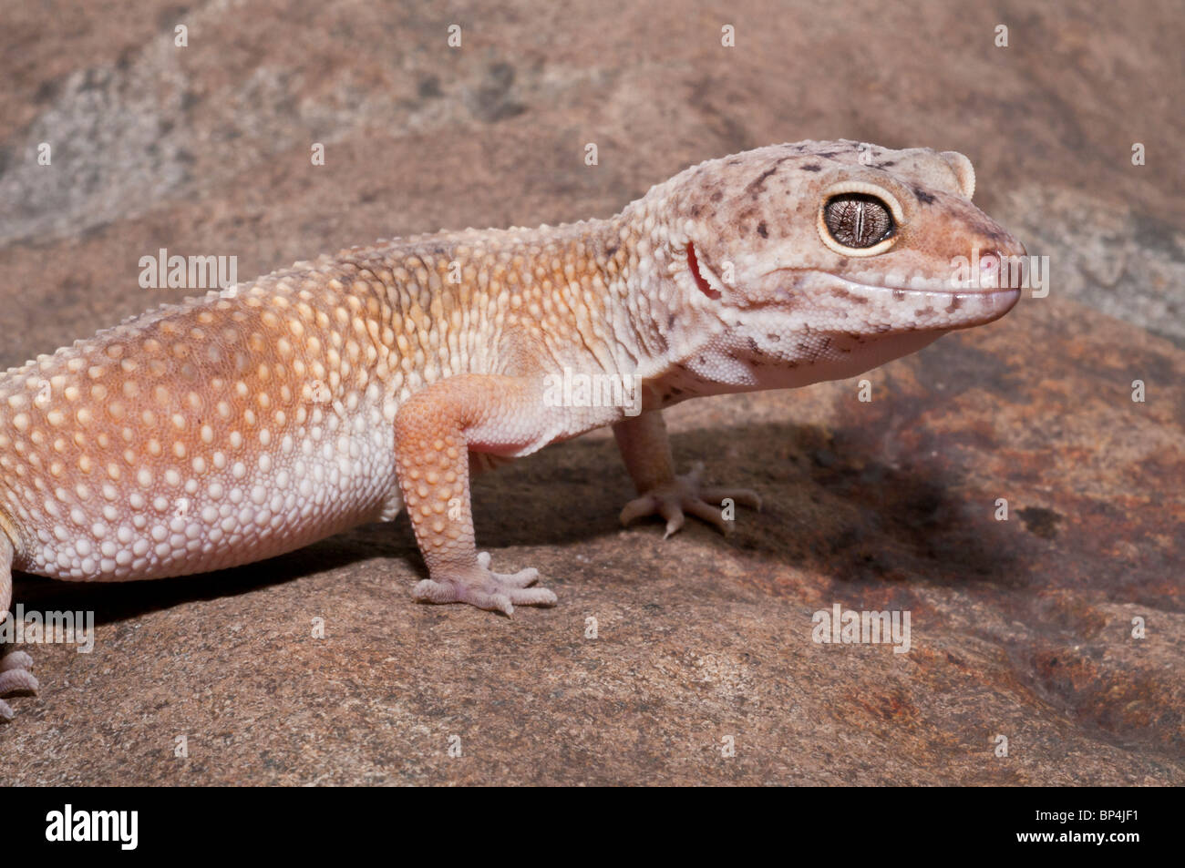 Leopard gecko, Eublepharis macularius, native to deserts of Southern ...