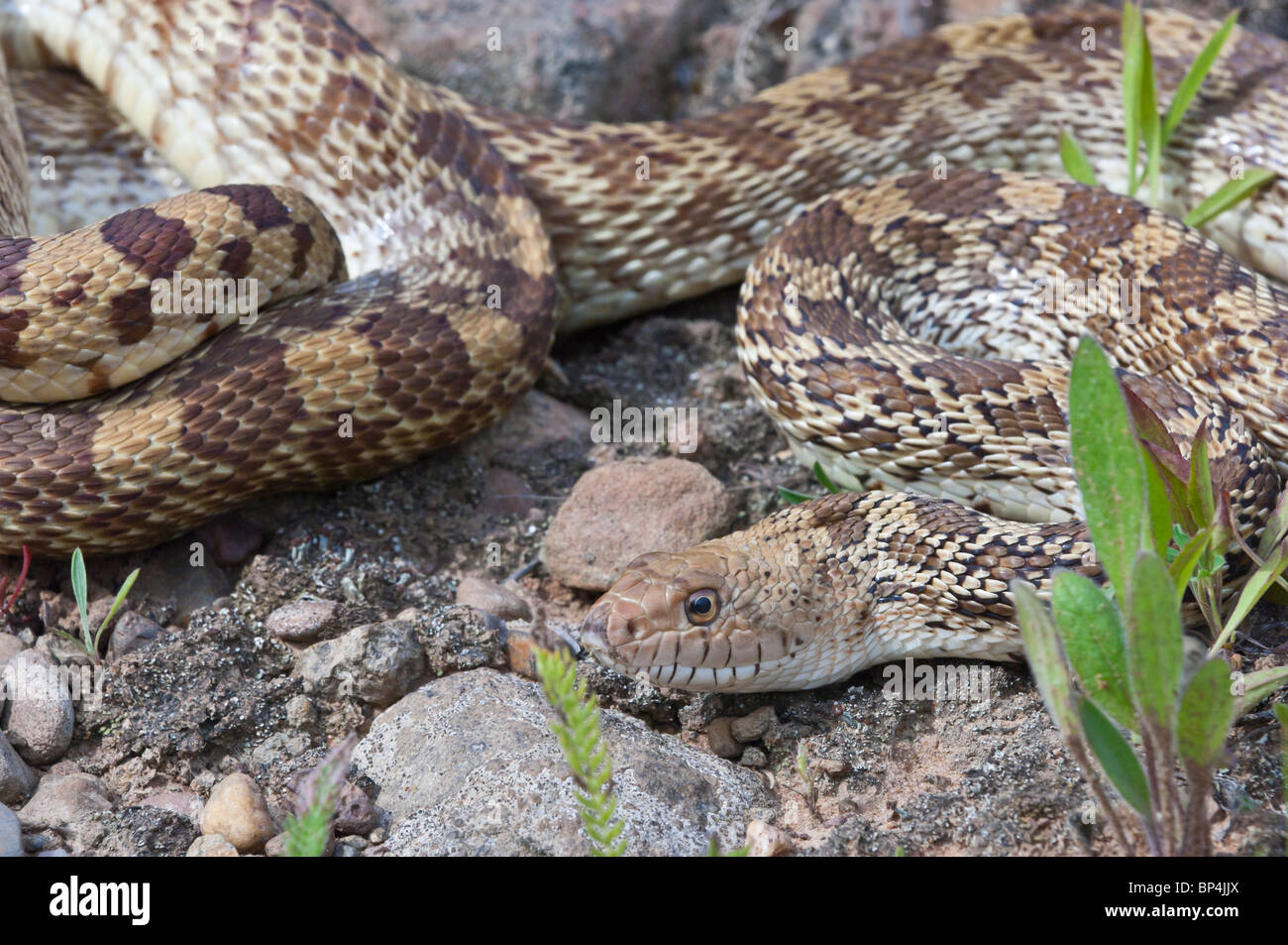 Texas bull snake, Pituophis catinefer sayi, native to southern ...