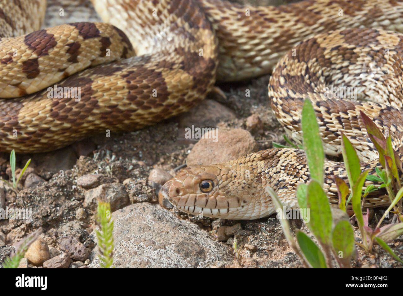 Southeastern Kansas High Resolution Stock Photography and Images - Alamy