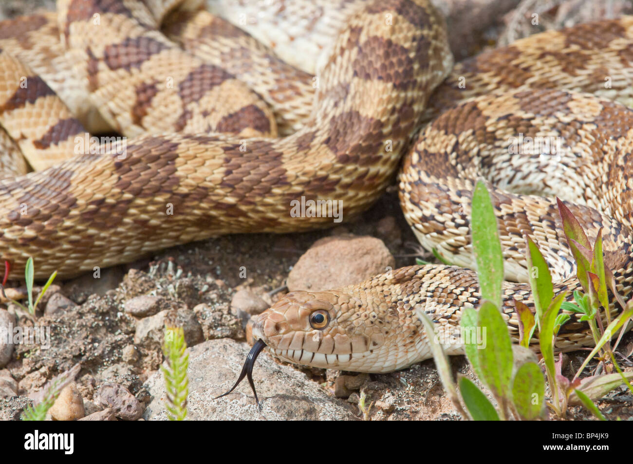 Texas bull snake, Pituophis catinefer sayi, native to southern ...