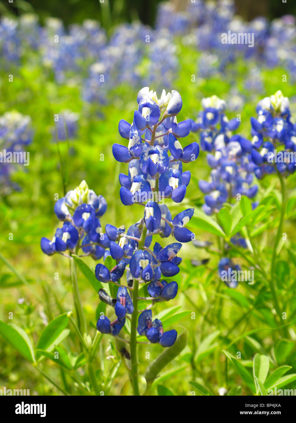 Bonnet flower hi-res stock photography and images - Alamy