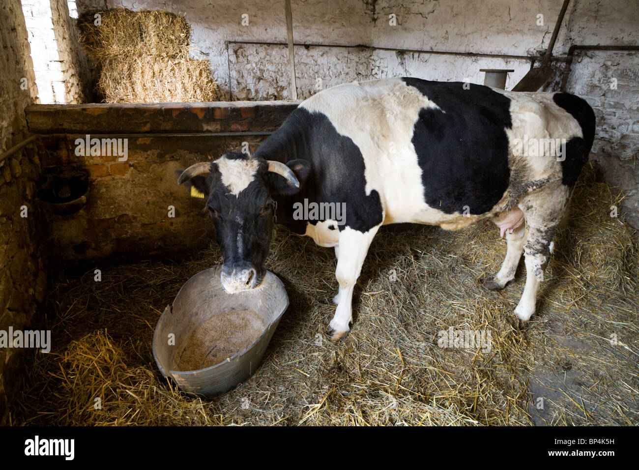 Poland animal hi-res stock photography and images - Alamy
