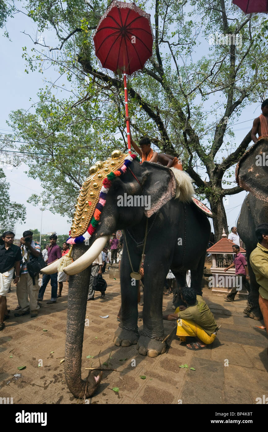 India Kerala Thrissur harnessed elephant during the Pooram Elephant ...