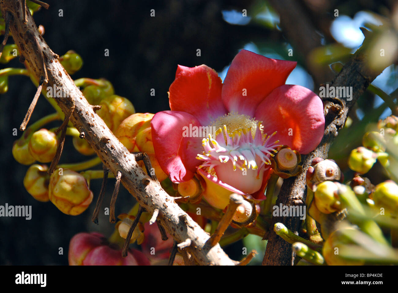 A Cannon Ball tree Stock Photo - Alamy