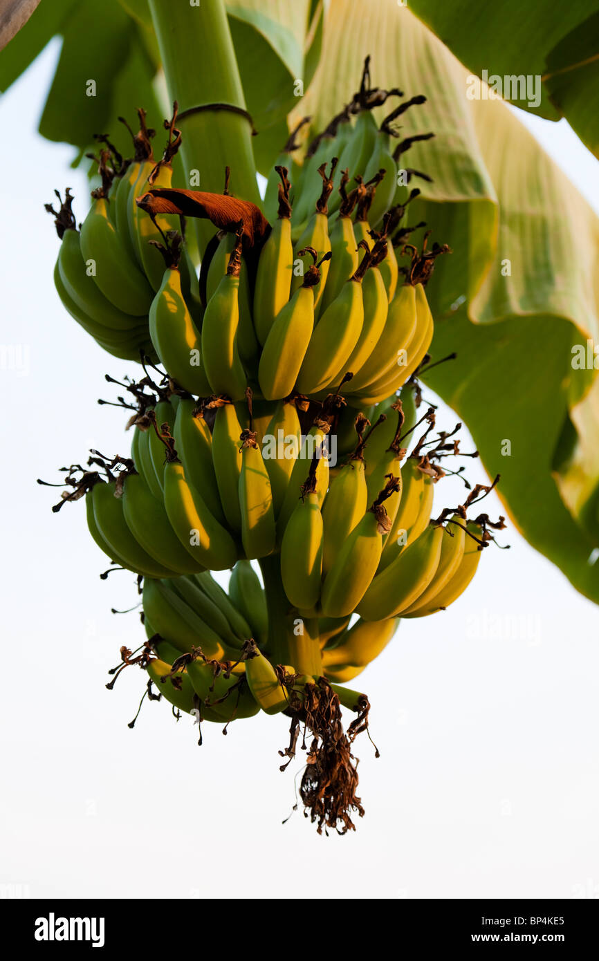 Cluster of green bananas on a banana tree - Kandal Province, Cambodia ...