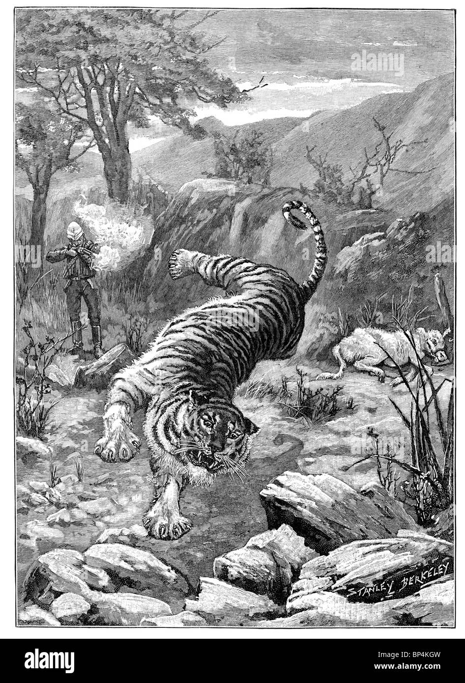 Tiger Engraving High Resolution Stock Photography and Images - Alamy