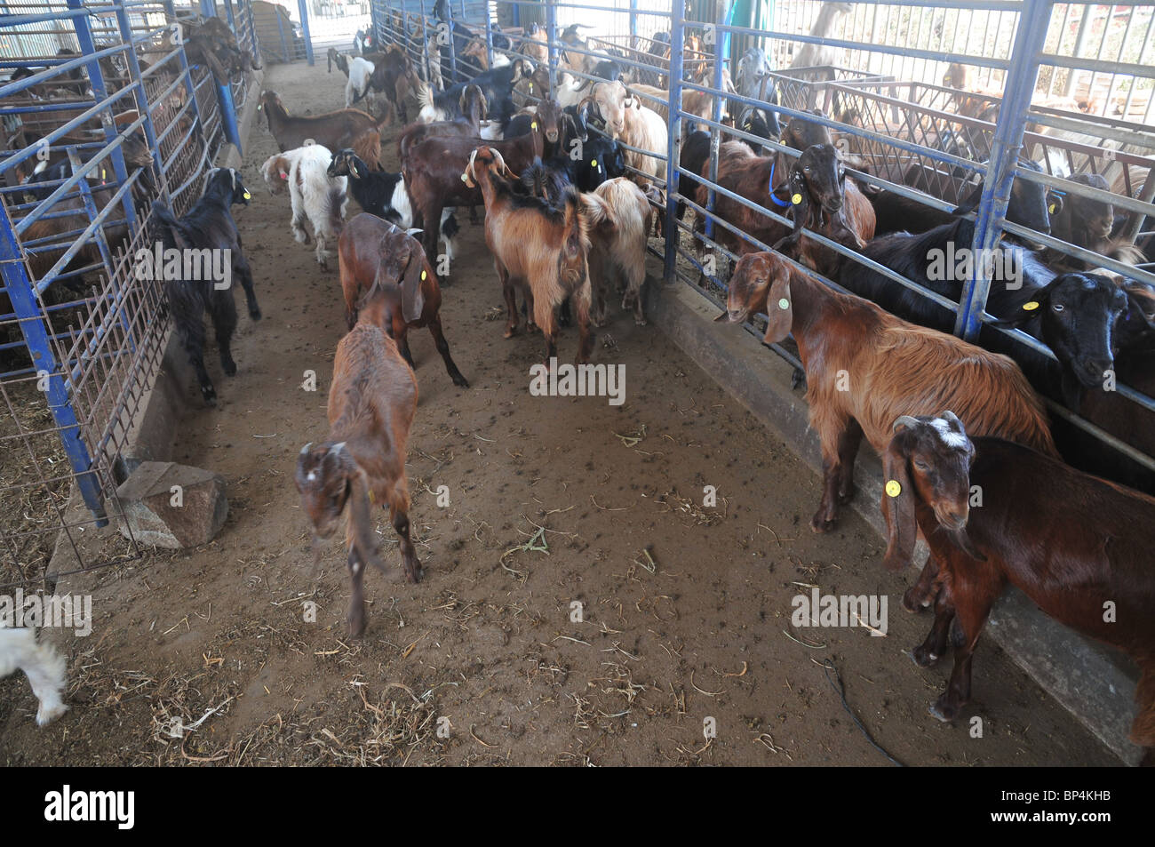 Israeli goat farm hi-res stock photography and images - Alamy