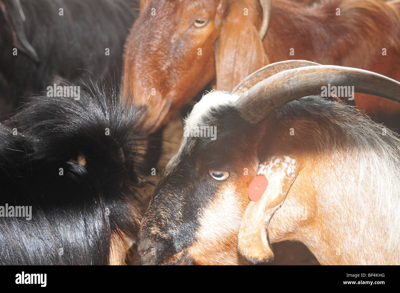 Israeli goat farm hi-res stock photography and images - Alamy