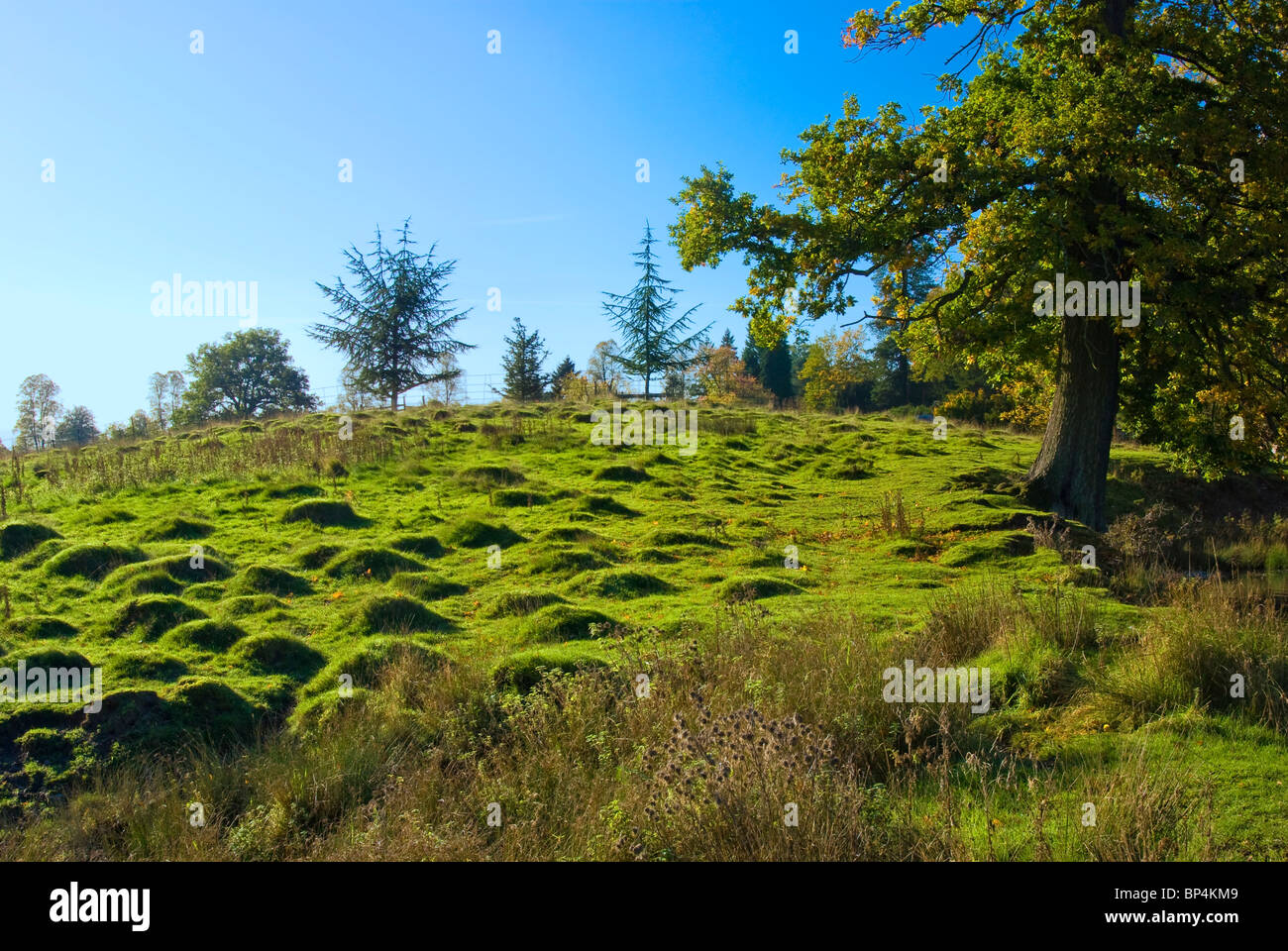 The English moorland in the early autumn Stock Photo - Alamy