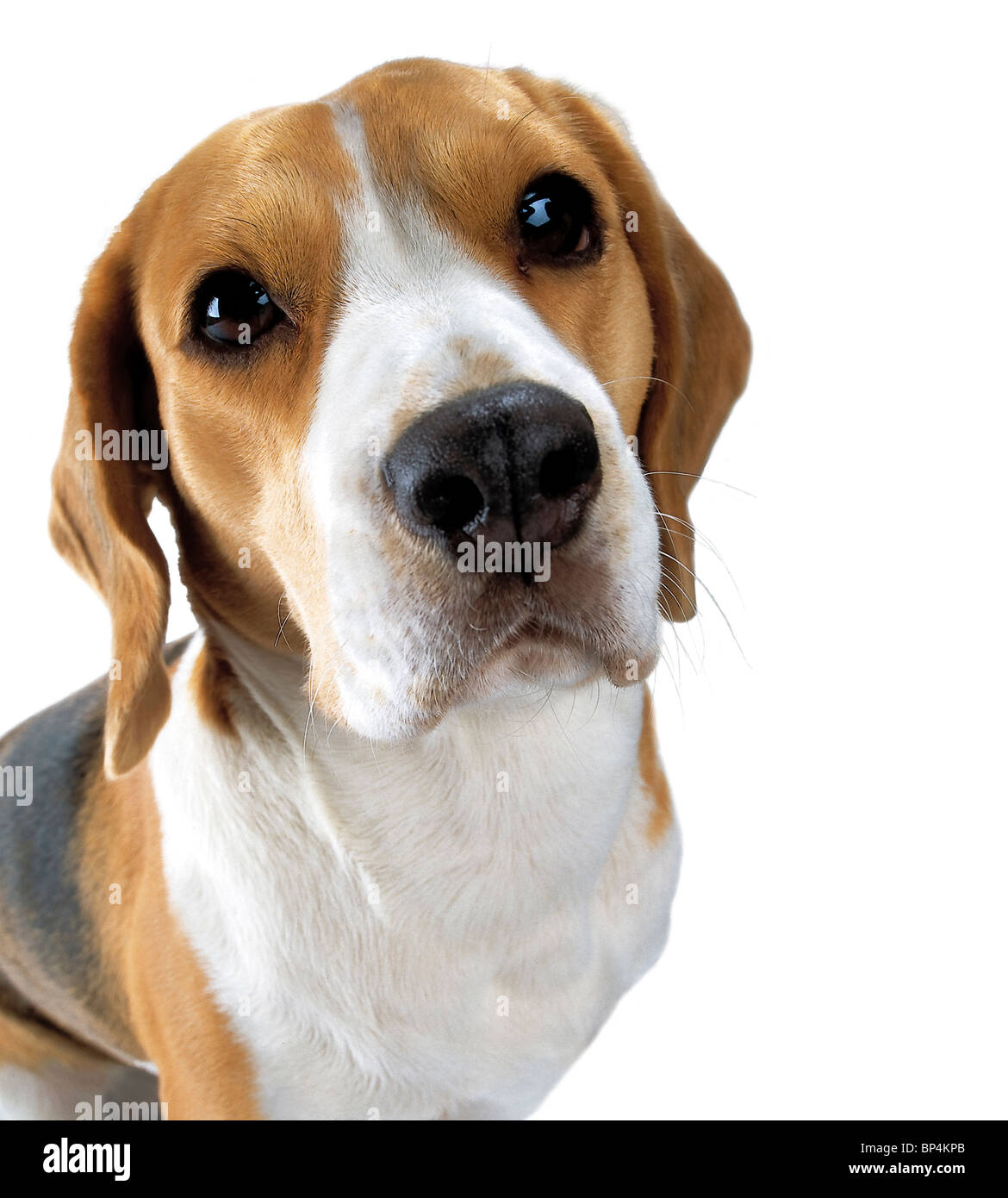 Adult dog with a fixed look Stock Photo - Alamy