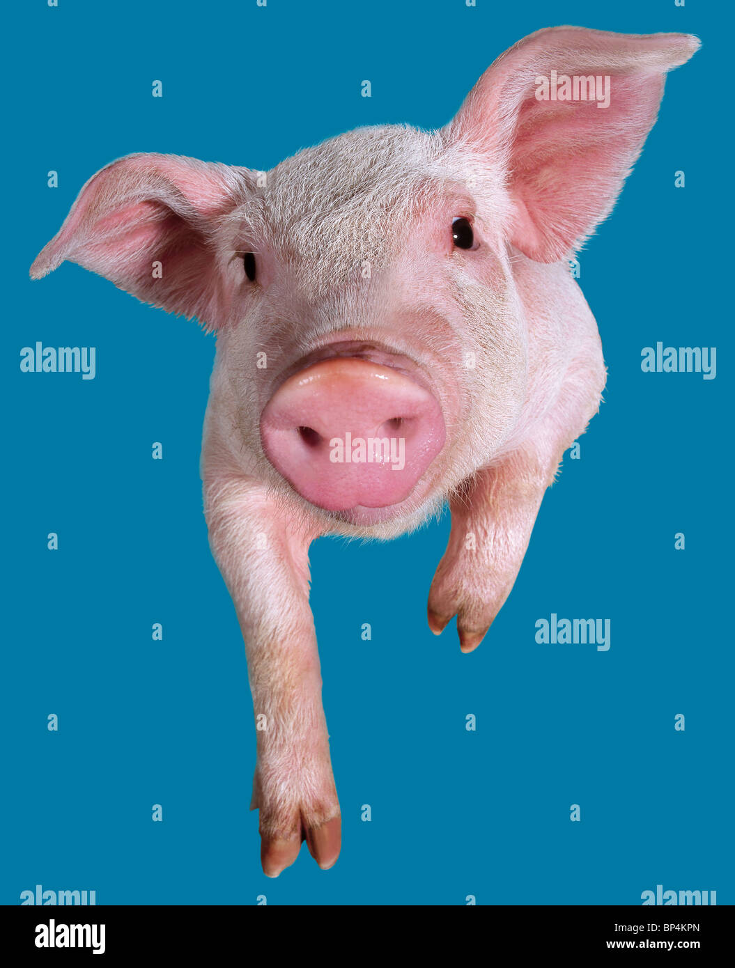 Stink pig hi-res stock photography and images - Alamy