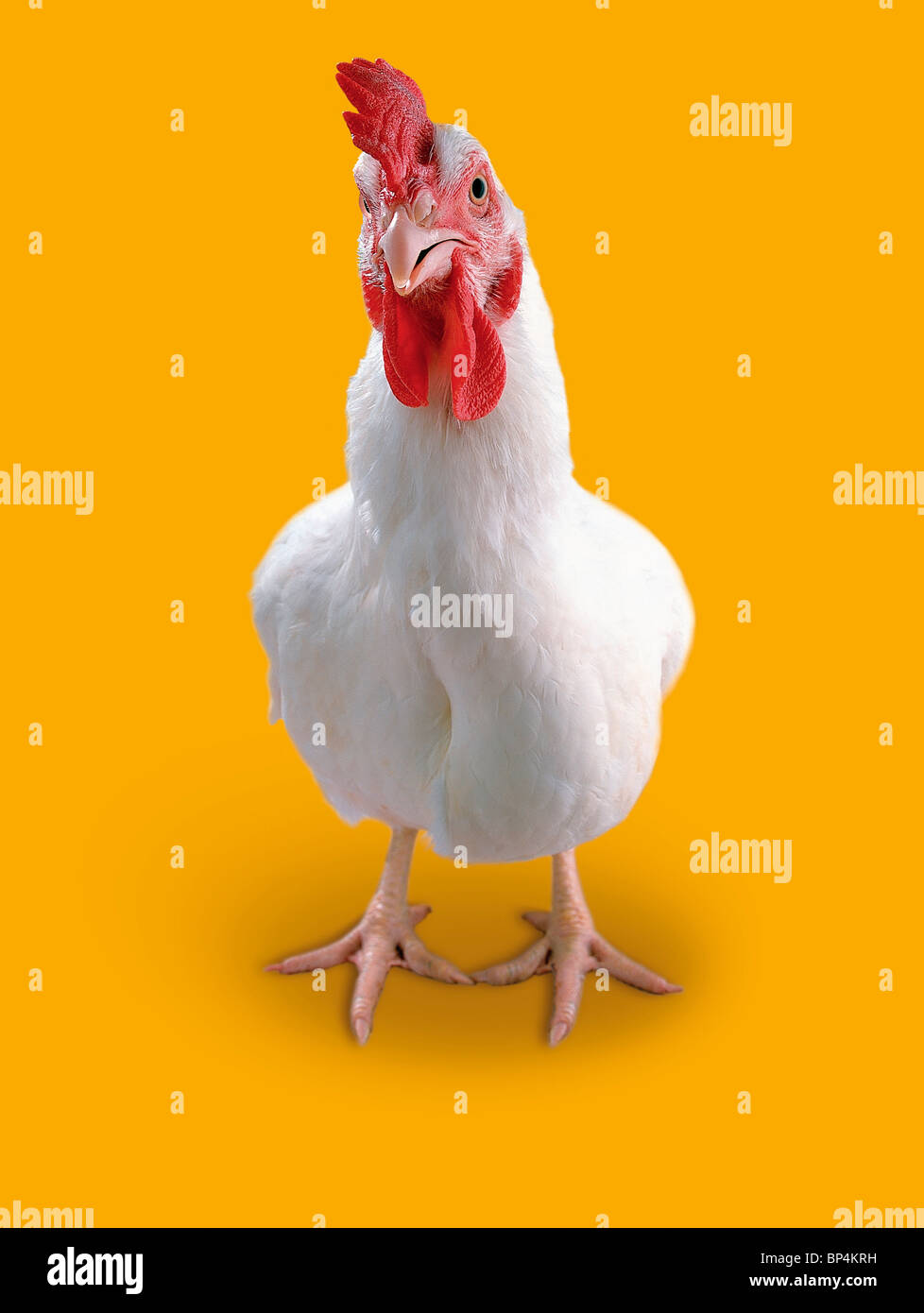 Studio portrait of a white chicken Stock Photo - Alamy