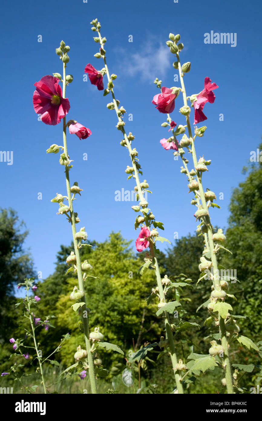 Hollyhocks plant alcea rosea flowering Stock Photo - Alamy