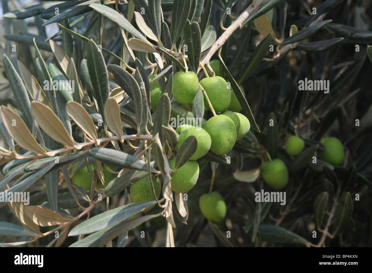 Israel, close up of olives, branches and leaves of an Olive tree Stock ...