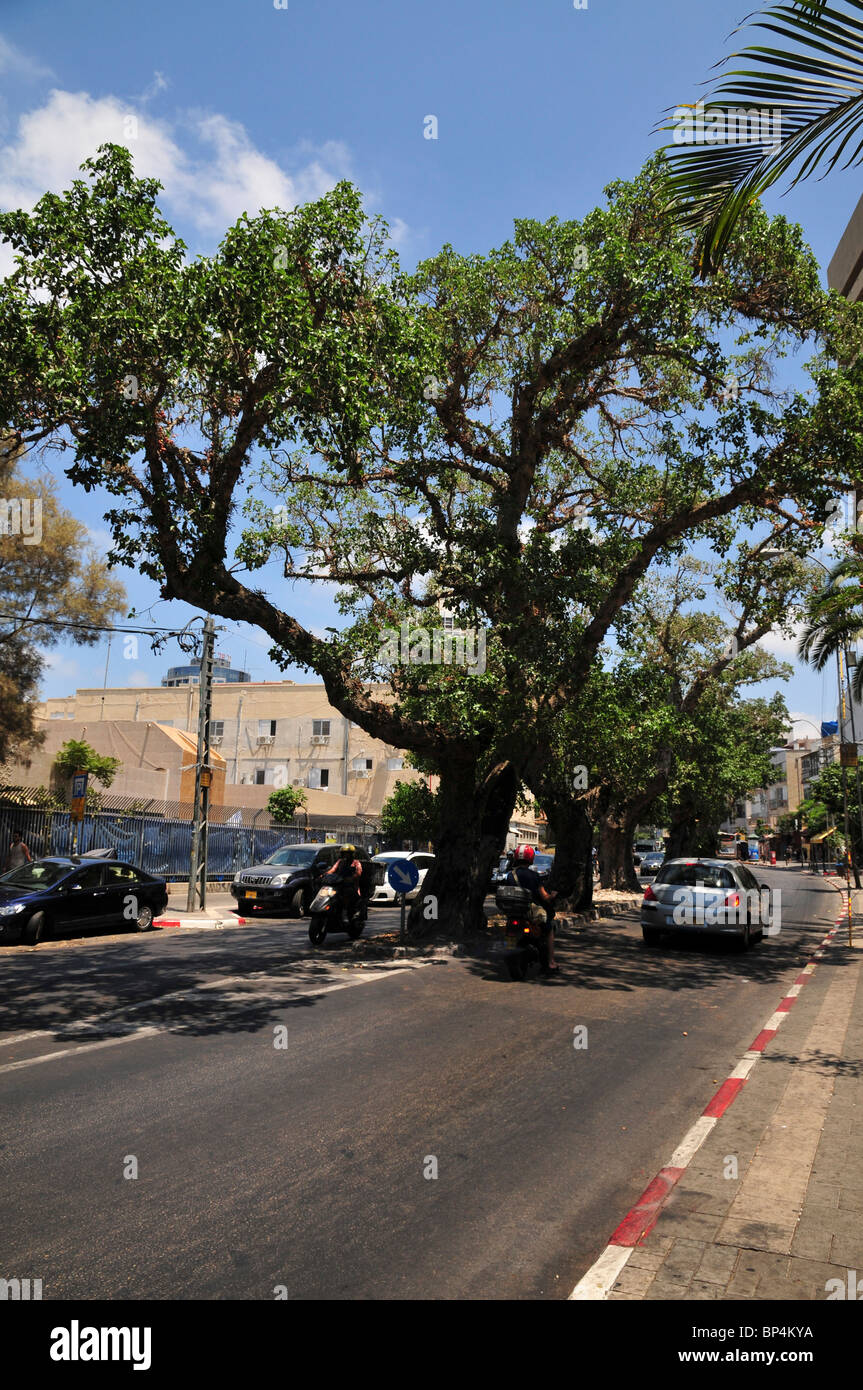 Israel, Tel Aviv, King George street, 5 ancient Sycamore trees (Ficus ...