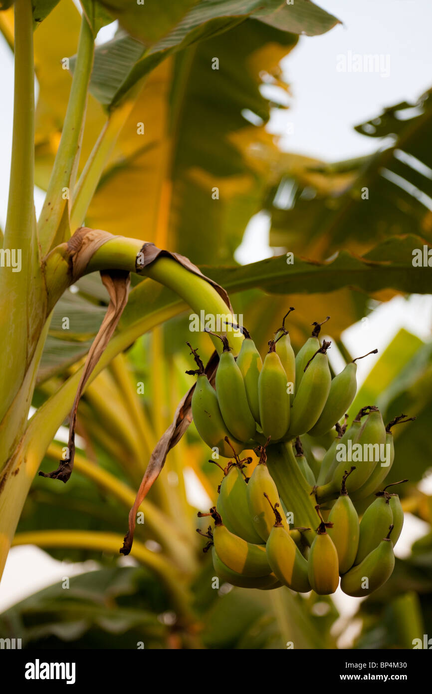 Cluster of green bananas on a banana tree - Kandal Province, Cambodia ...