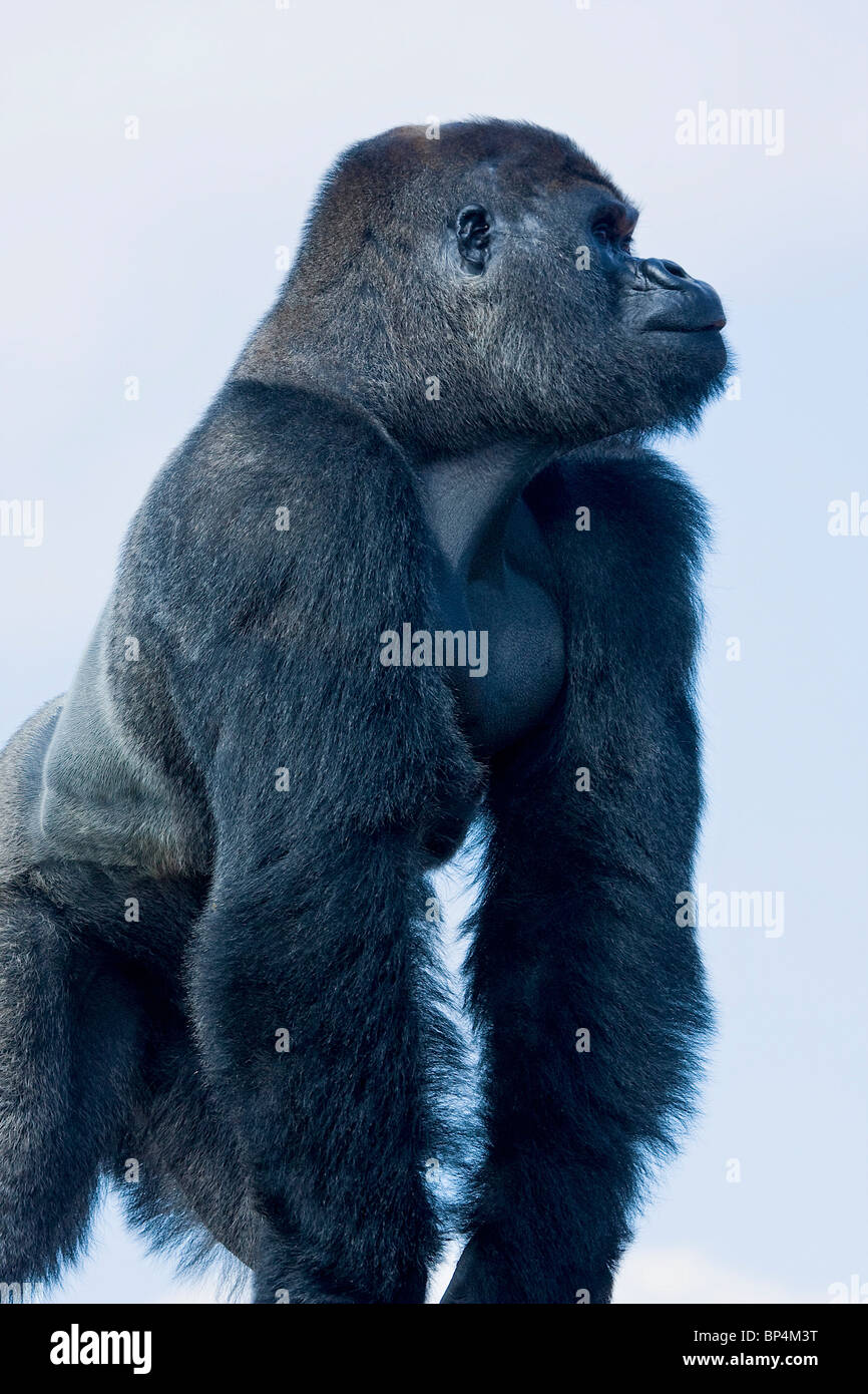 Silverback Gorilla Silhouette