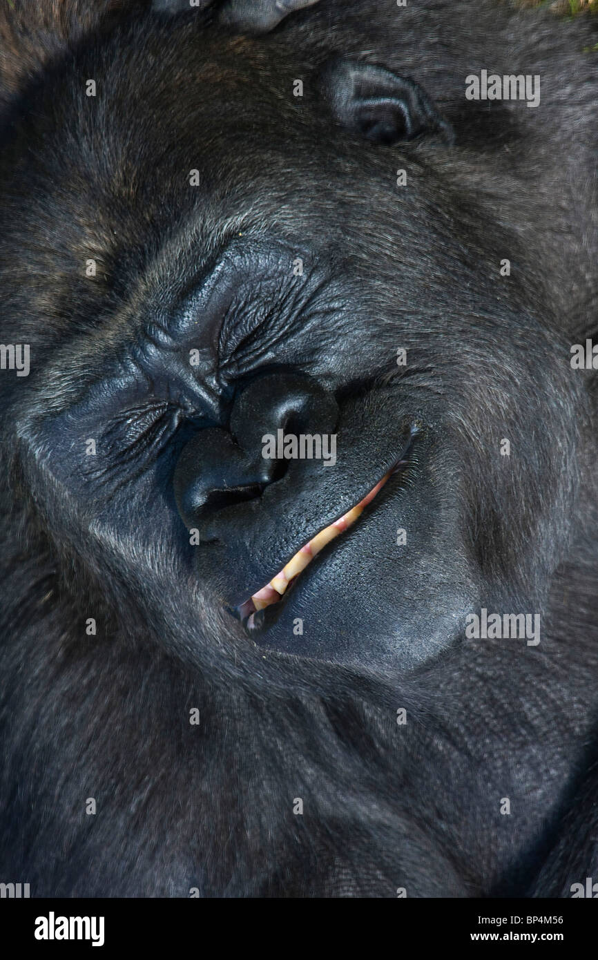 Gorilla smile hi-res stock photography and images - Alamy