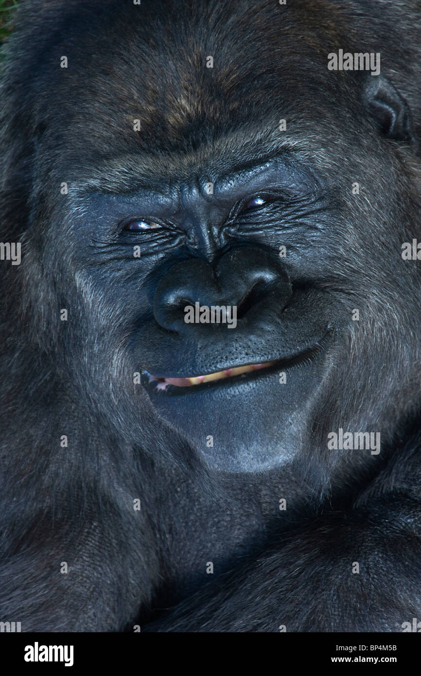 Gorilla Smiling