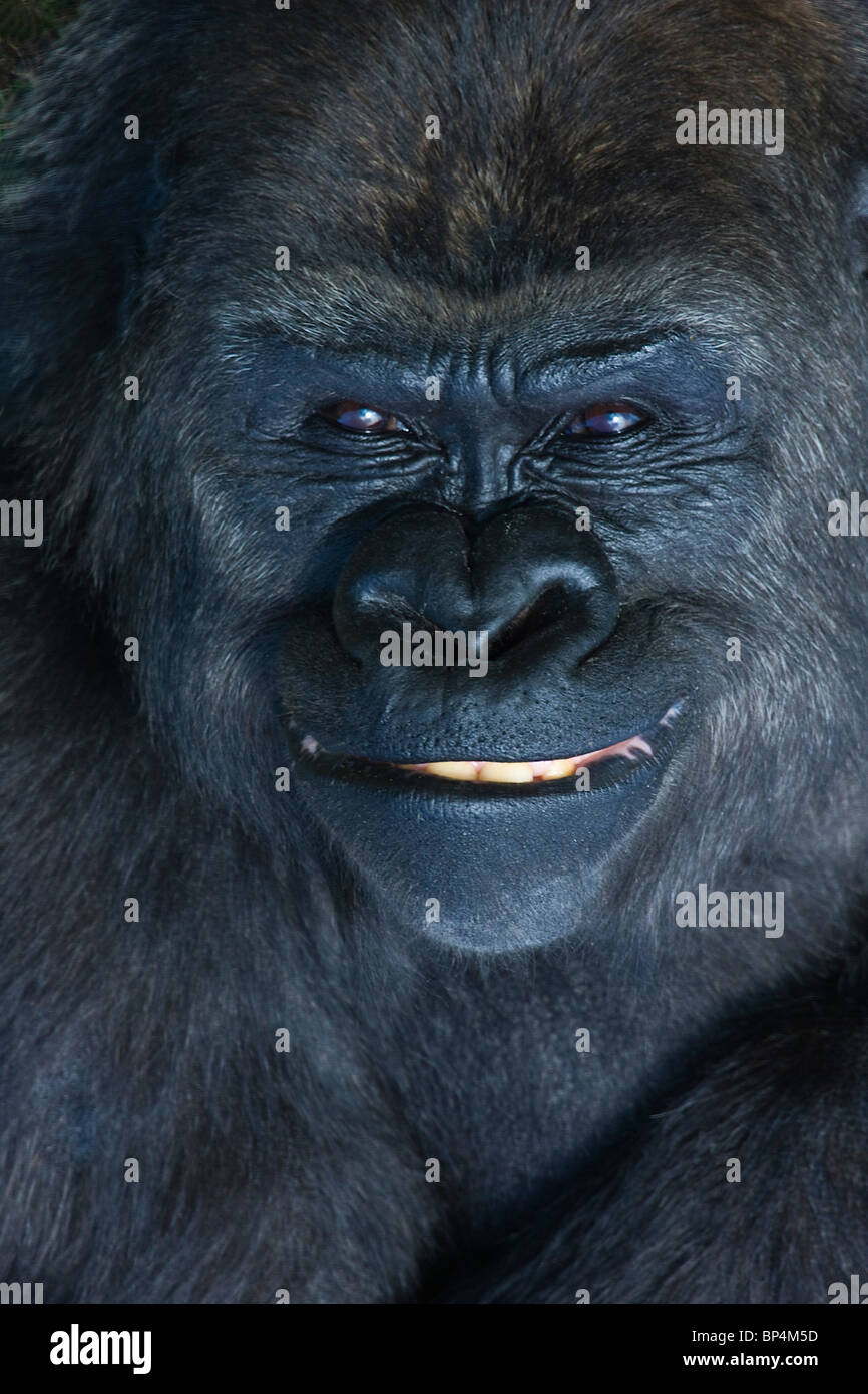 Funny gorilla hi-res stock photography and images - Alamy