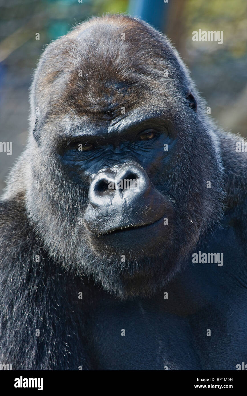 Portrait of Western Lowland Gorilla Stock Photo - Alamy