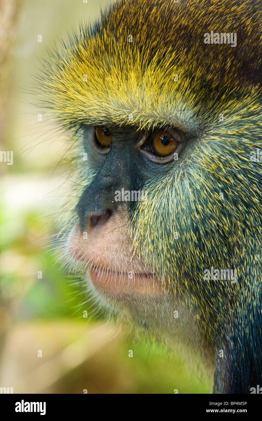 Guenon hi-res stock photography and images - Alamy
