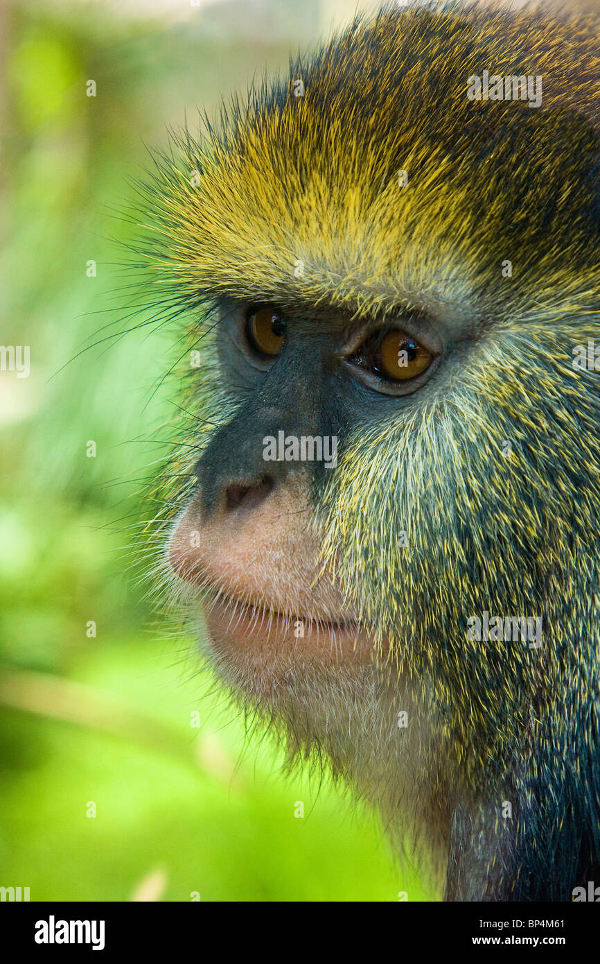 Cercopithecus lowei hi-res stock photography and images - Alamy