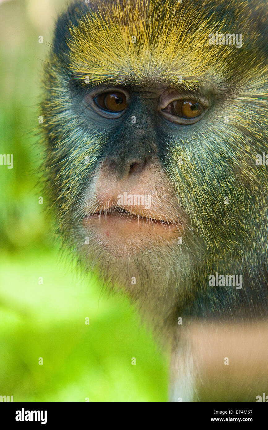 Guenon hi-res stock photography and images - Alamy