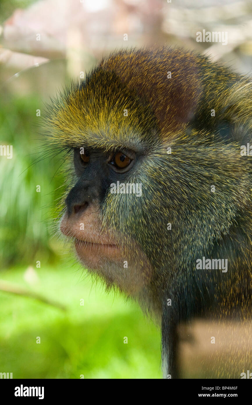Guenon hi-res stock photography and images - Alamy