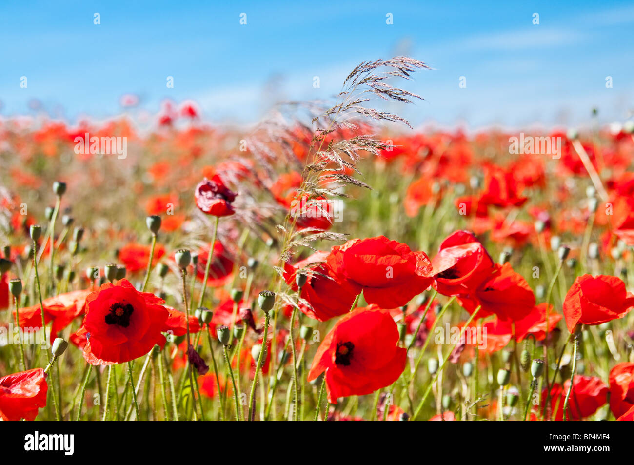 Red beautiful wild poppies hi-res stock photography and images - Alamy