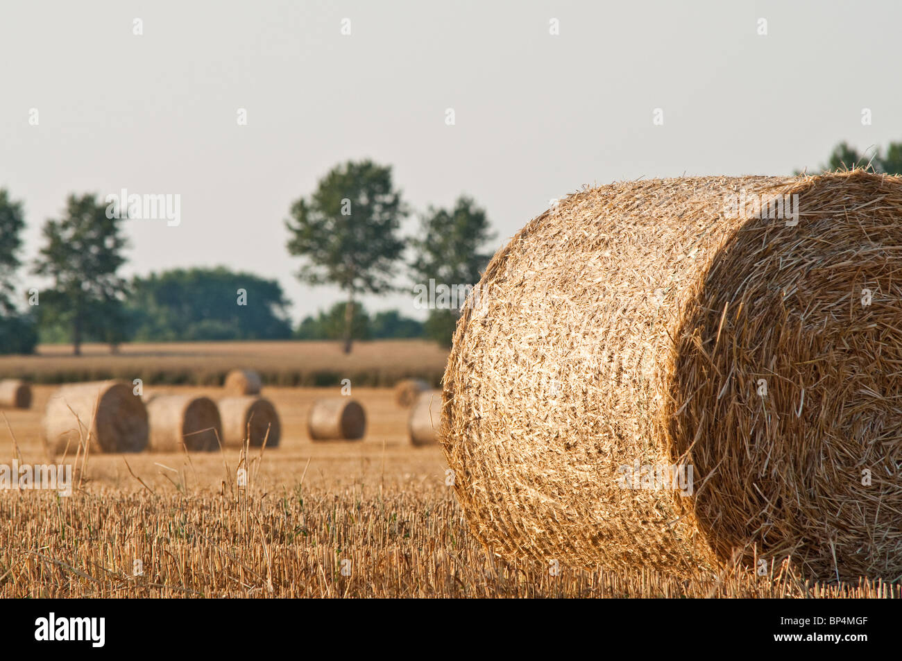 rolling haystack on farmer field Stock Photo - Alamy