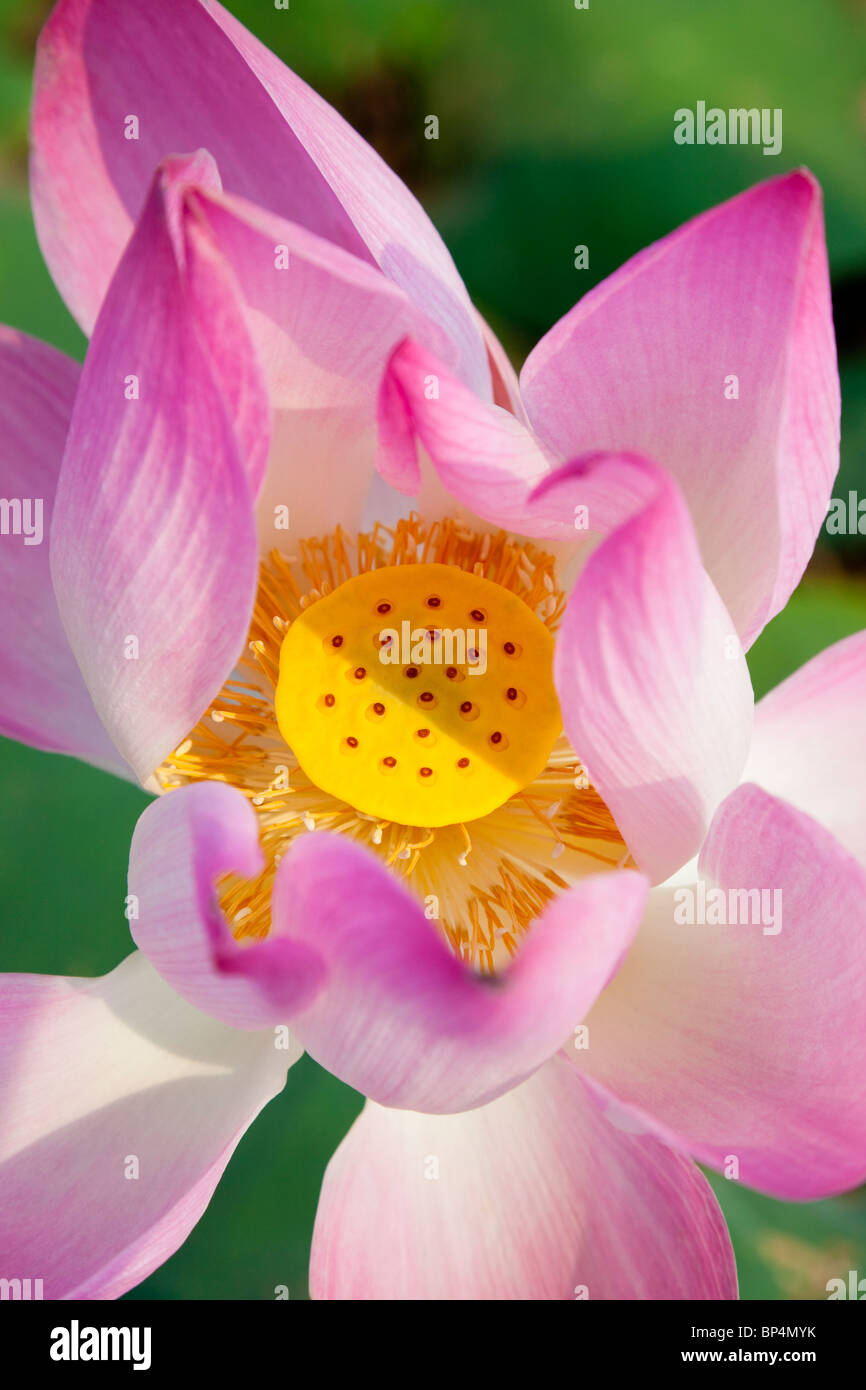 Close up of a blossoming pink lotus flower - Kandal Province, Cambodia ...