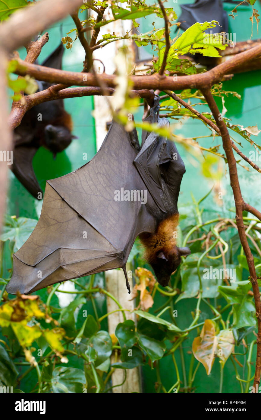 Sleeping giant bat Stock Photo - Alamy
