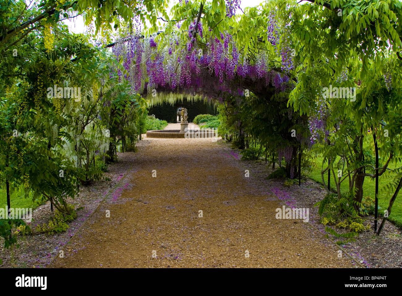Laburnum Tunnel High Resolution Stock Photography and Images - Alamy