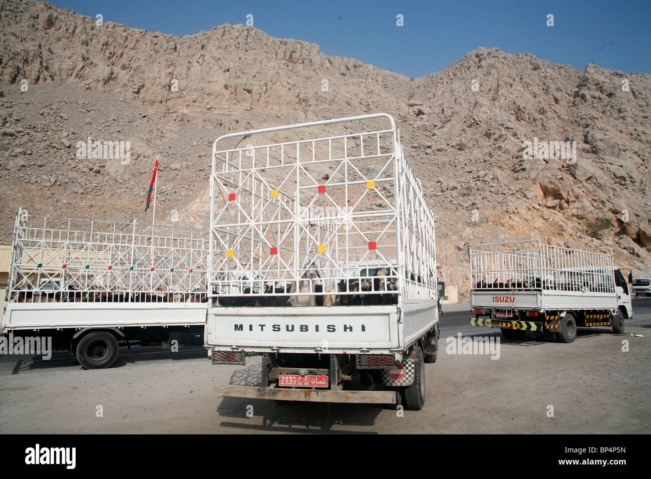 Trucks with goats from Iran about to leave Khasab for Dubai, Musandam ...