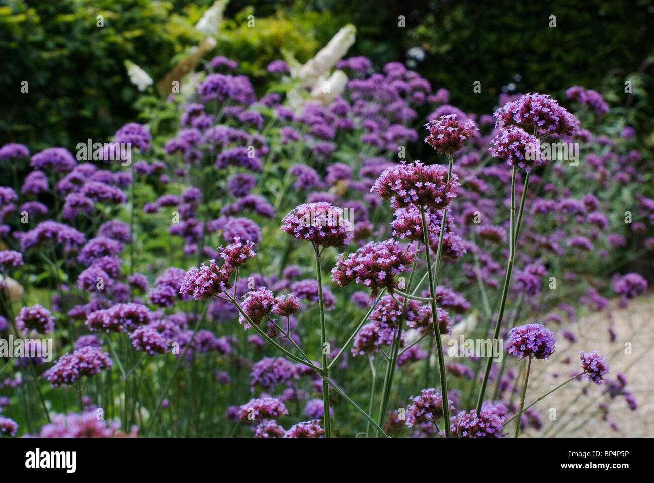 Verbena bonariensis hi-res stock photography and images - Alamy