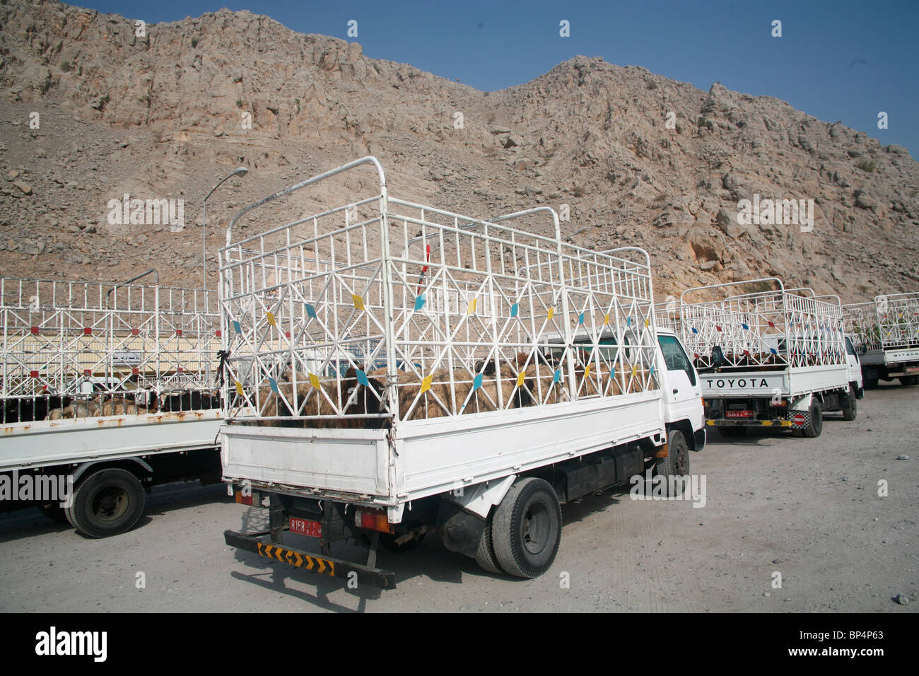 Trucks leaving Musandam for Dubai are carrying goats from Iran Stock ...