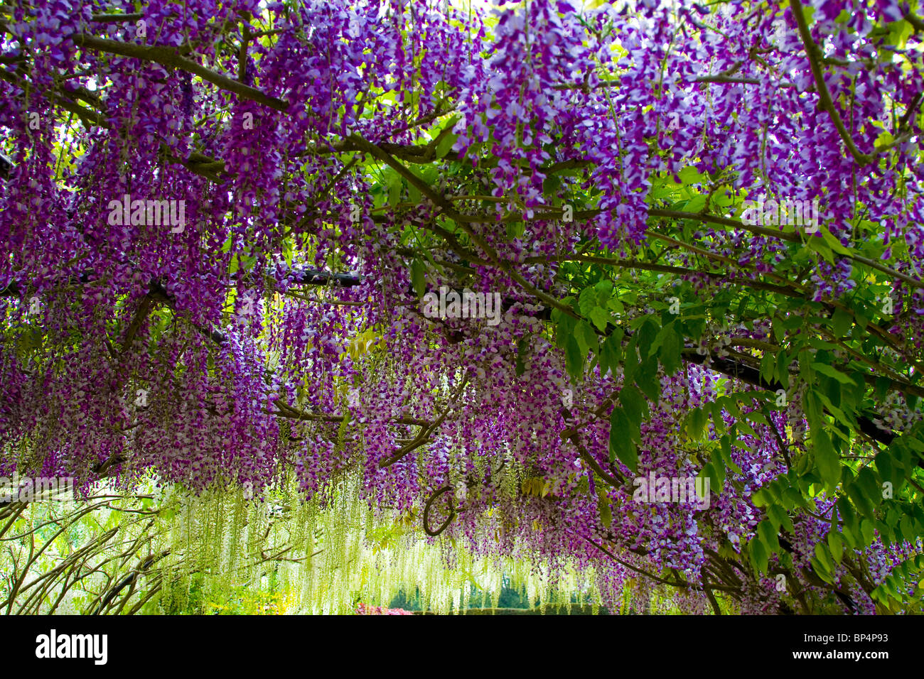 Hanging wisteria tunnel hi-res stock photography and images - Alamy